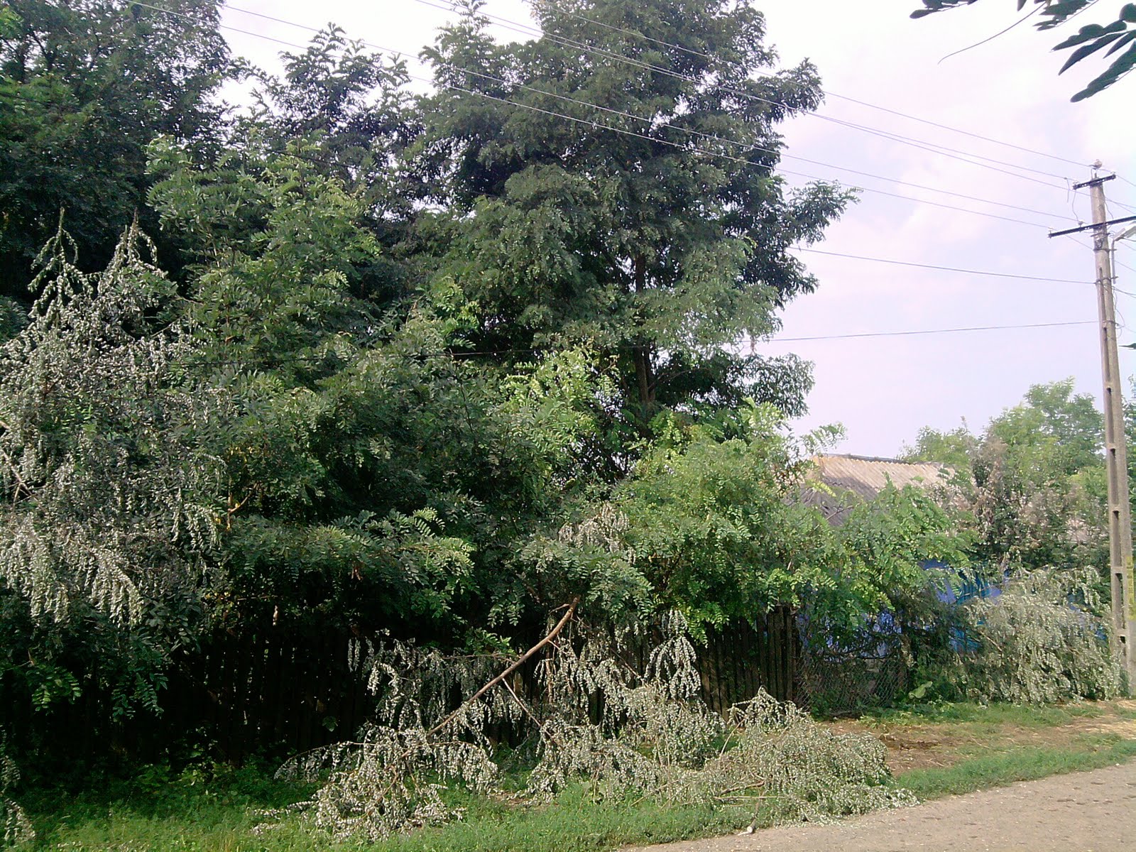 Coţuşca